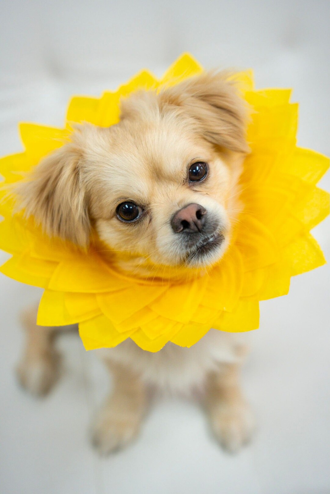 High-quality Pets / Dogs Sunflower Costume - Etsy