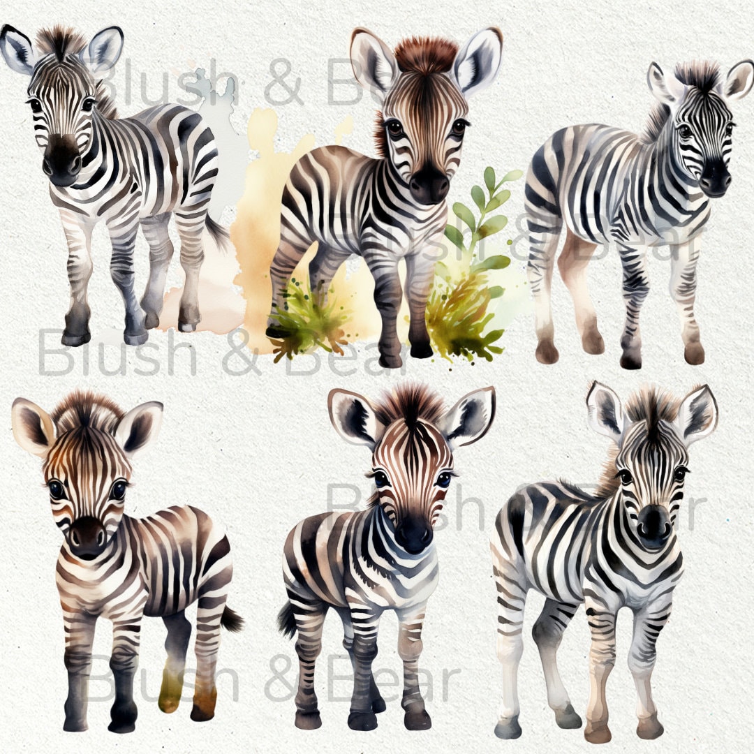 Cute Baby Zebra Clipart Watercolor Zebras Clipart Commercial Use ...