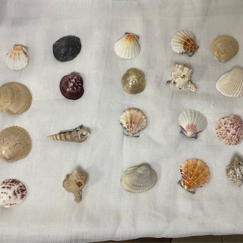 Seashell Hair Clip - Etsy