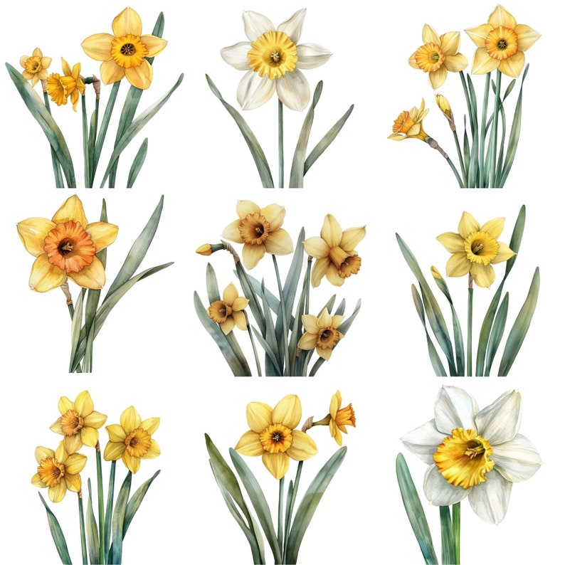 Watercolor Daffodil Flowers Clipart Bundle, Birthday Flowers, Colorful ...