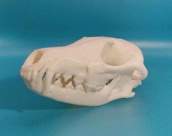 3d-printable Model of a Red Fox Skull jaw Open - Etsy