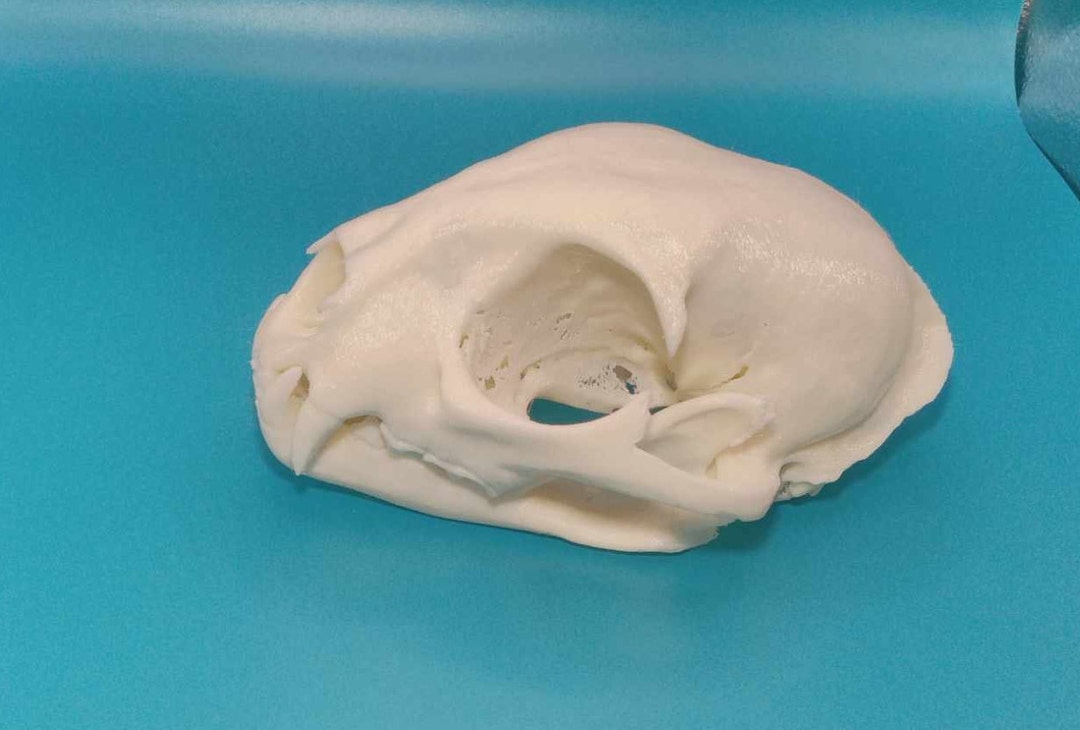 Bobcat Skull 3D Printed - Etsy