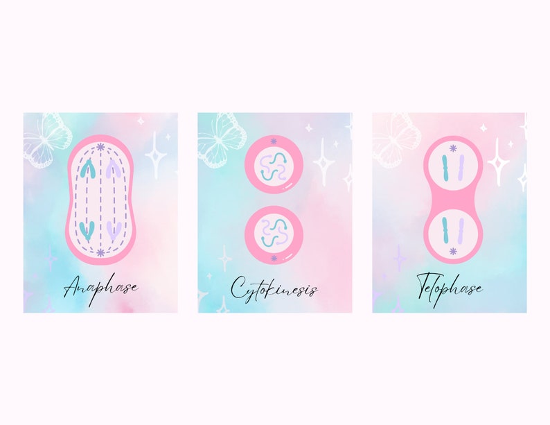 Mitosis Classroom Poster (taylor Swift Lover Era Themed) - Etsy