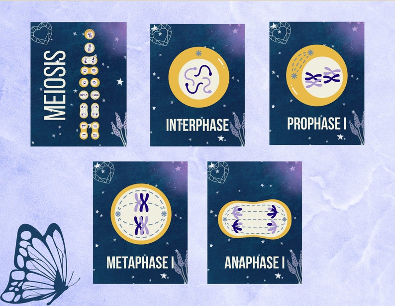 Meiosis Classroom Poster Set (taylor Swift Midnights Era Themed) - Etsy