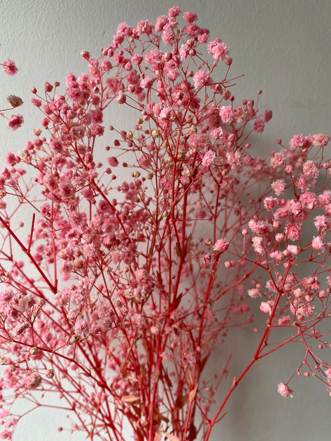 Baby Pink Dried Gypsophila or Baby's Breath - Etsy UK