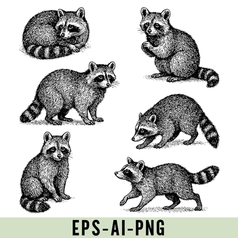 Vintage Raccoon Clipart, Woodland Animal Illustrations, Forest Decor ...
