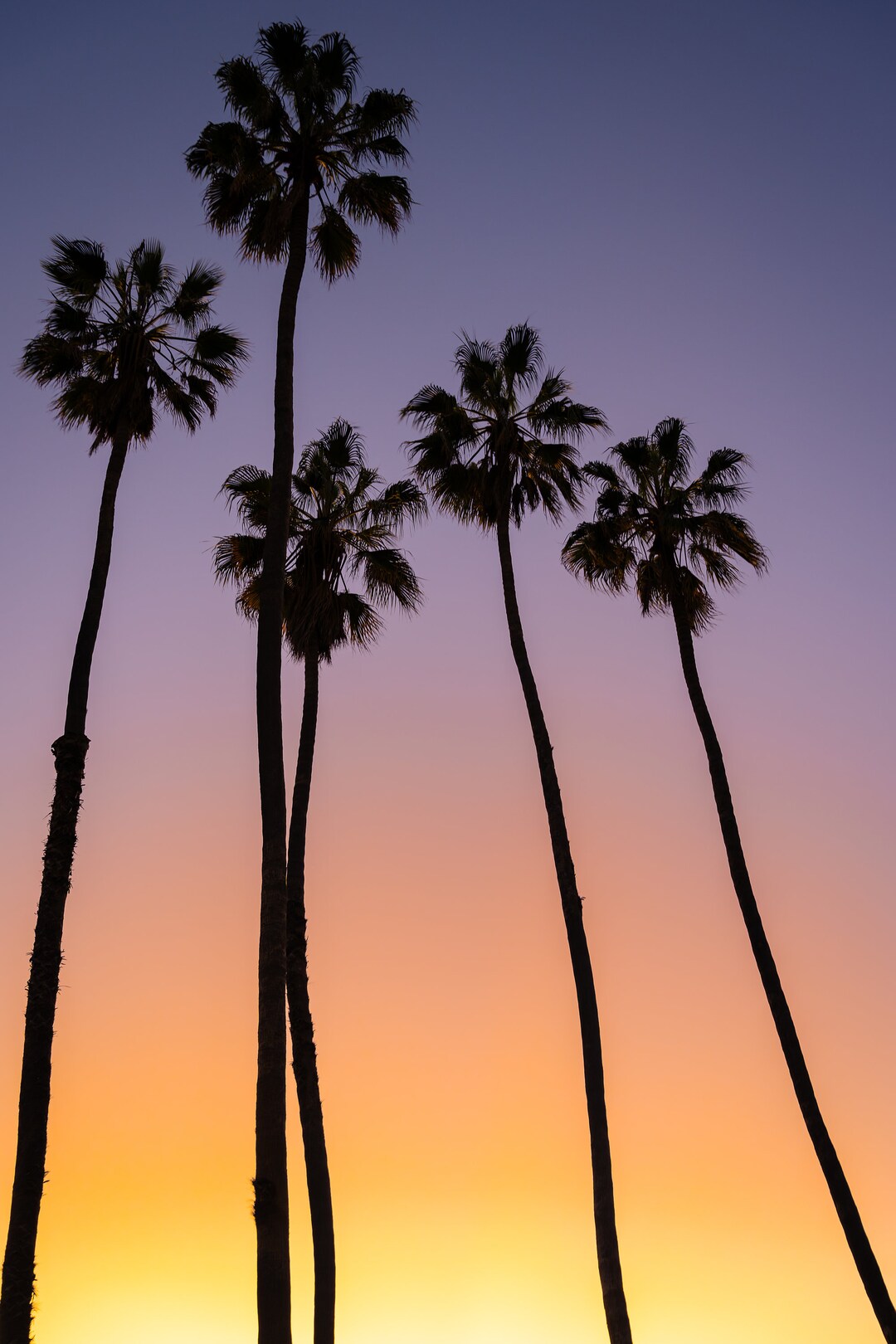 Palm Trees in the Sky, California, Beach, Summer, Sunset, Blue Hour ...