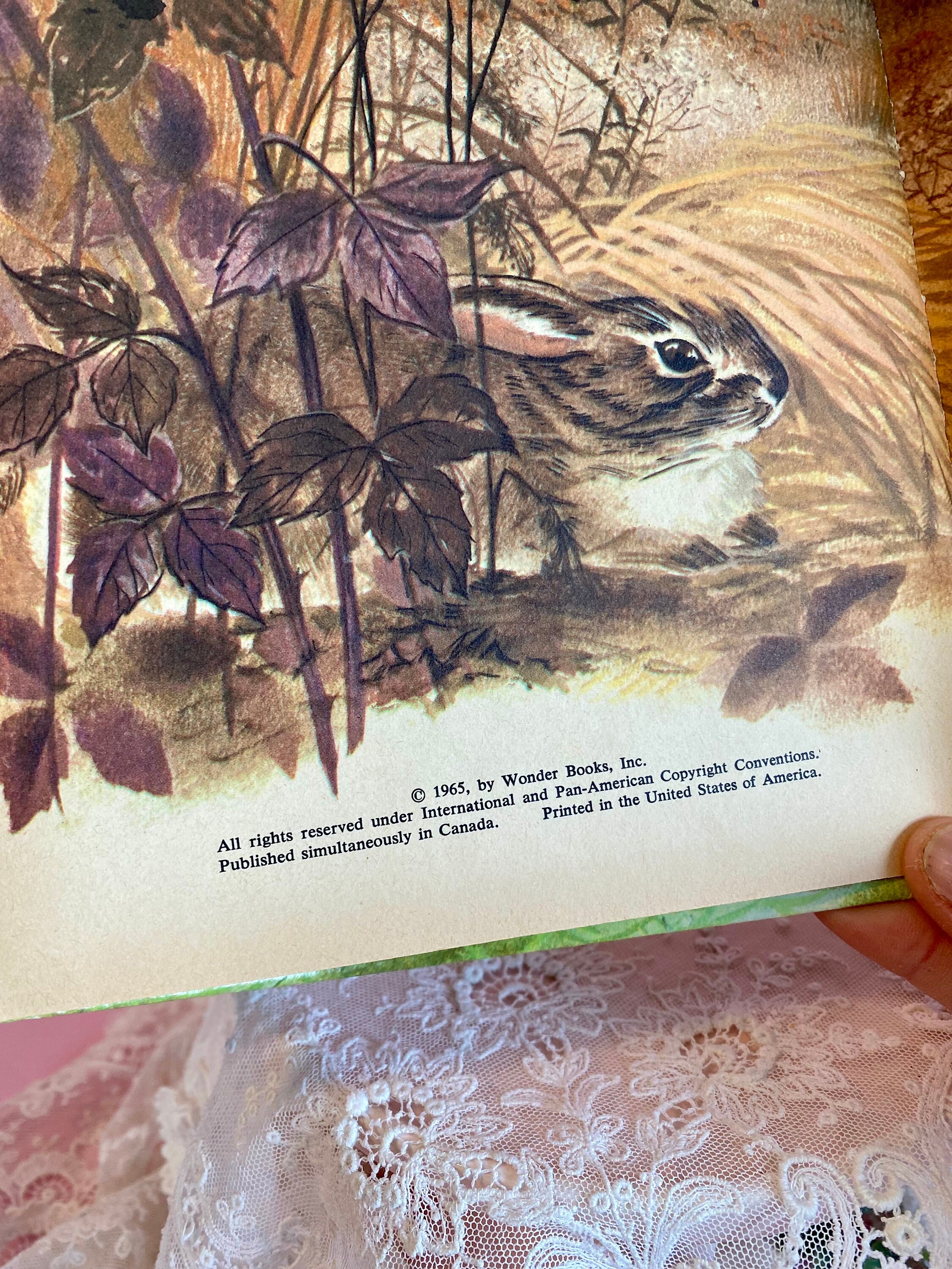Vintage 1965 the Wonder Book of Cottontails and Other Rabbits by ...