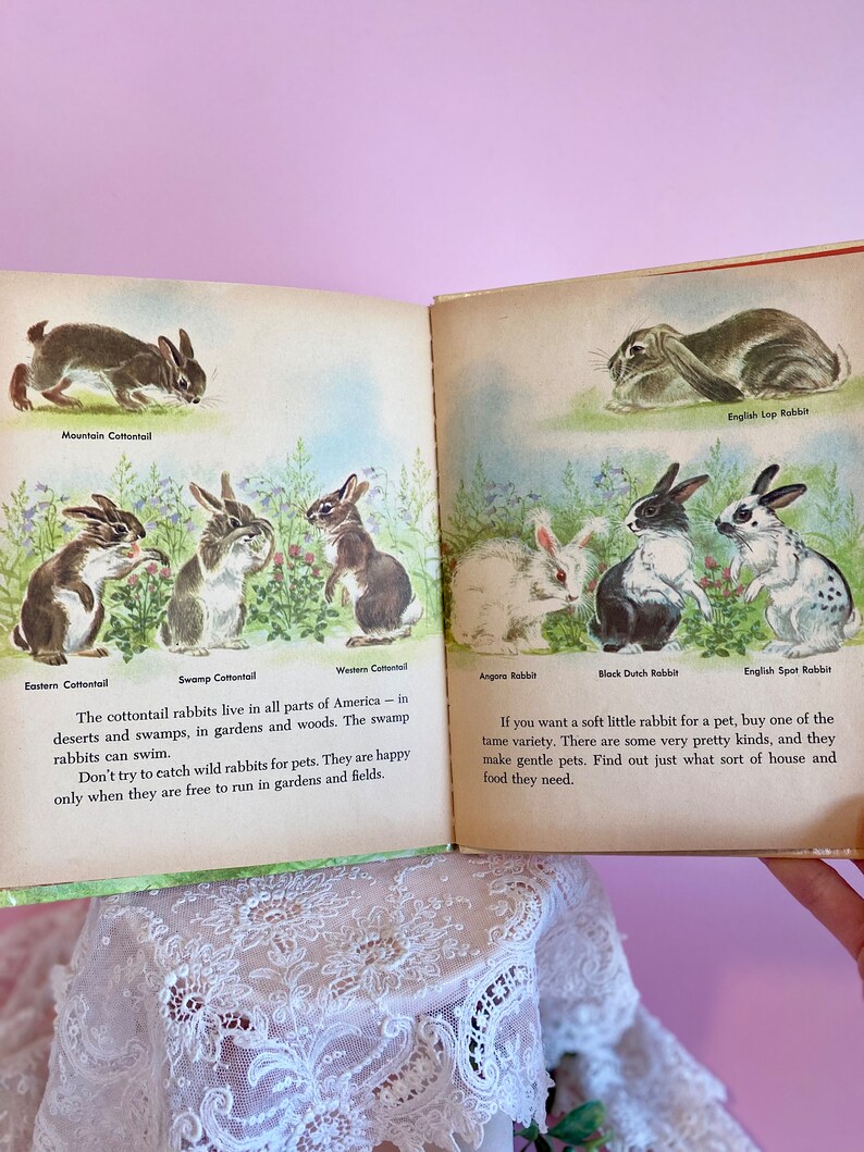 Vintage 1965 the Wonder Book of Cottontails and Other Rabbits by ...