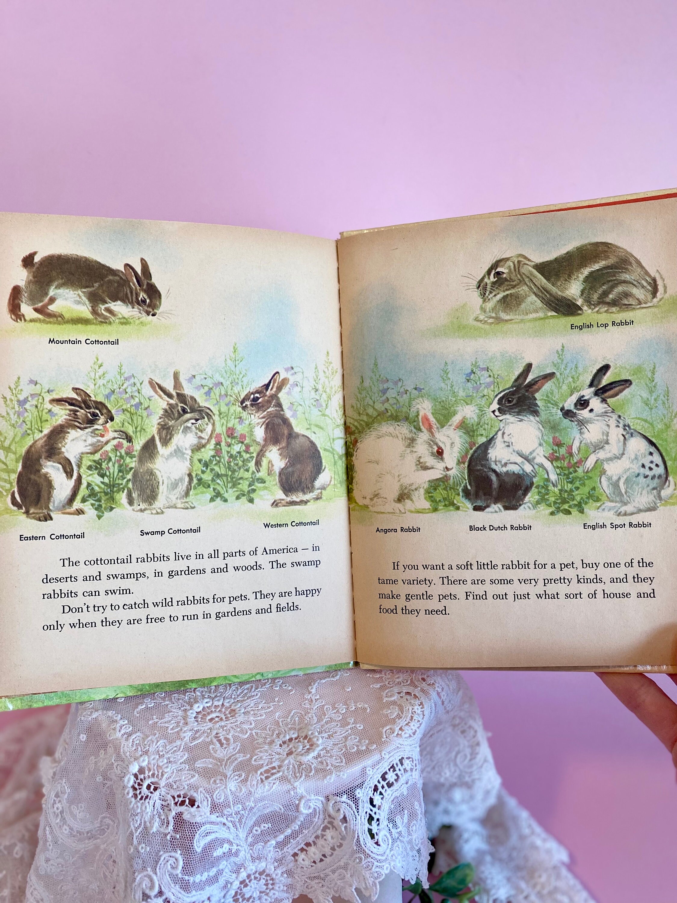 Vintage 1965 the Wonder Book of Cottontails and Other Rabbits by ...