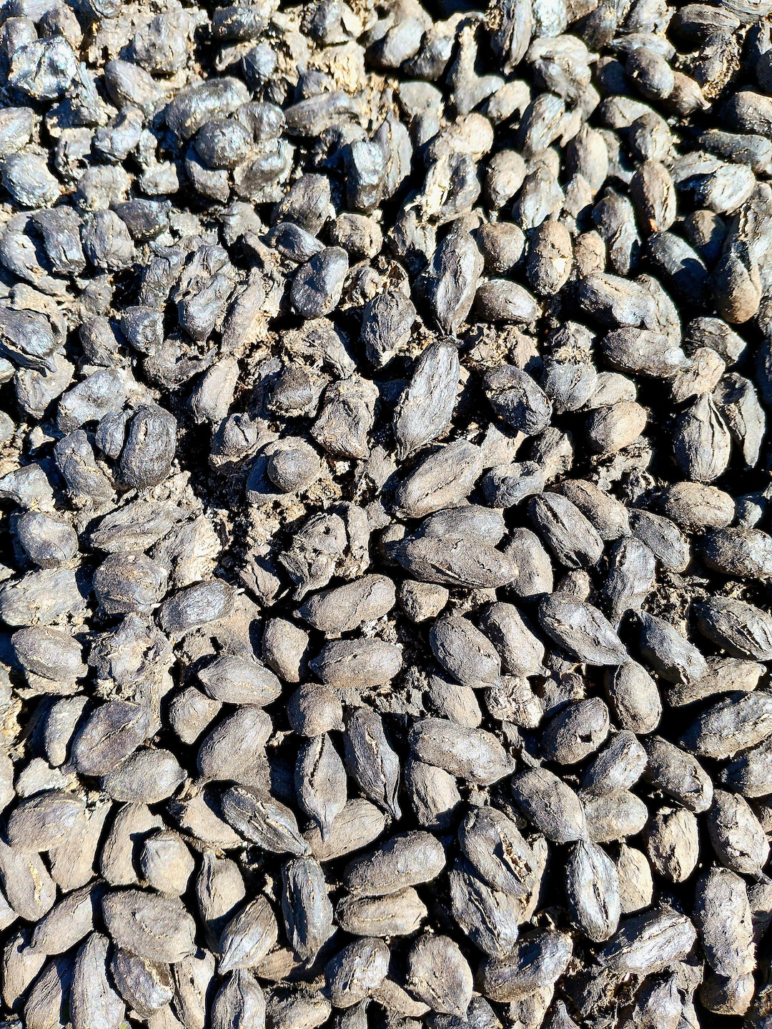 Grass Fed Llama Manure - Etsy