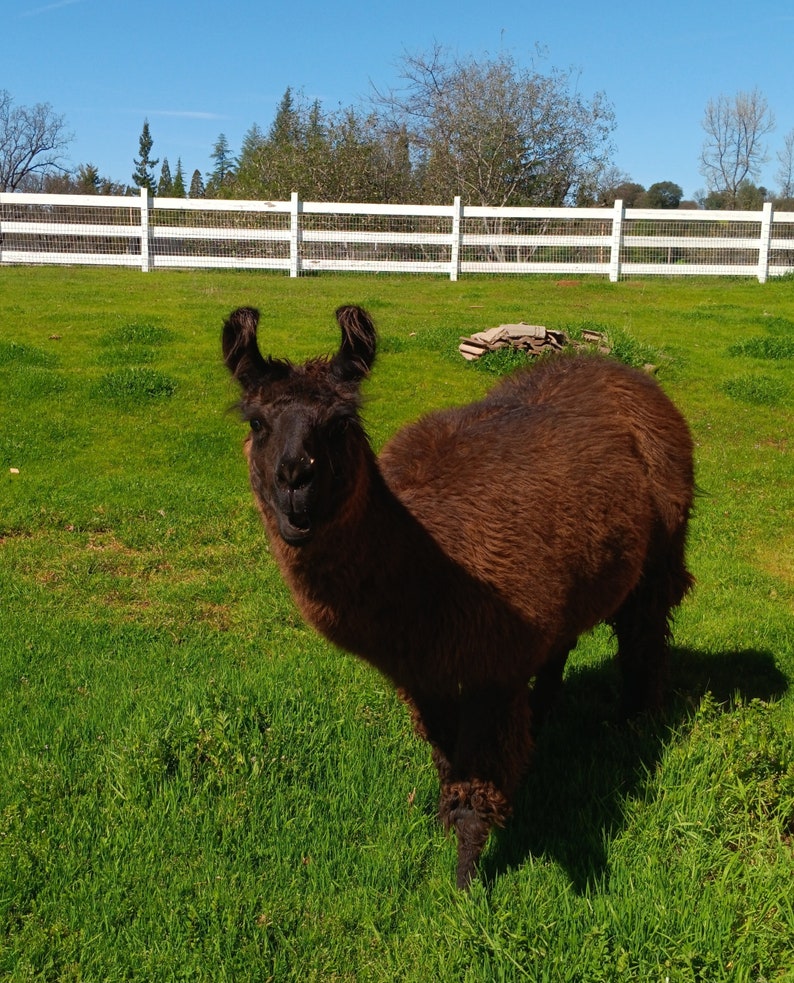 Grass Fed Llama Manure - Etsy