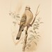 Turtle Dove Art | Dove Oil Painting | Farmhouse Bird Digital Print ...