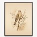 Turtle Dove Art Dove Oil Painting Farmhouse Bird Digital Print Bird Oil ...
