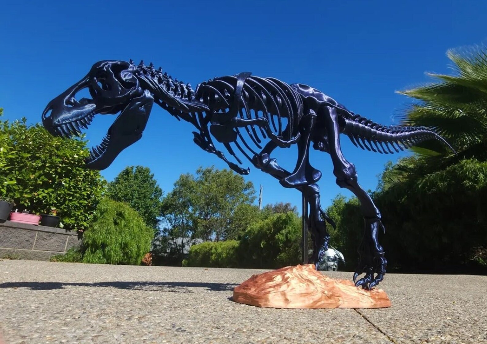 Jumbo T-rex Skeleton Model/decoration - Etsy