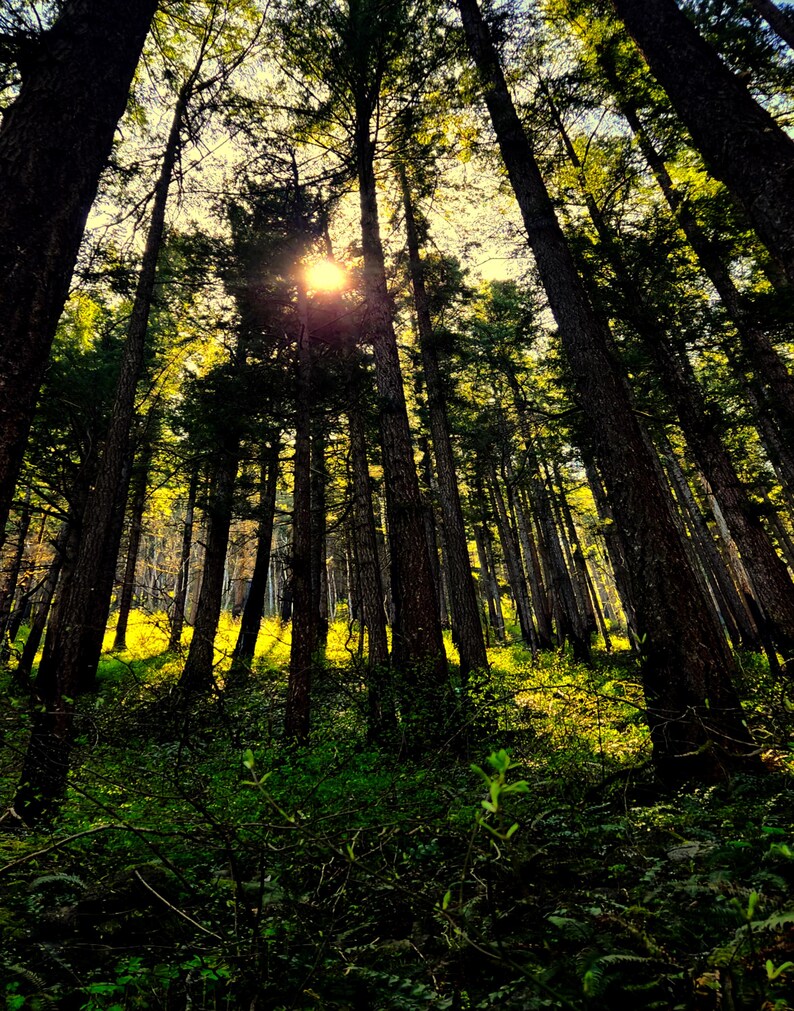 Sunlit Oregon Forest Print Digital Download, Tranquil Nature ...