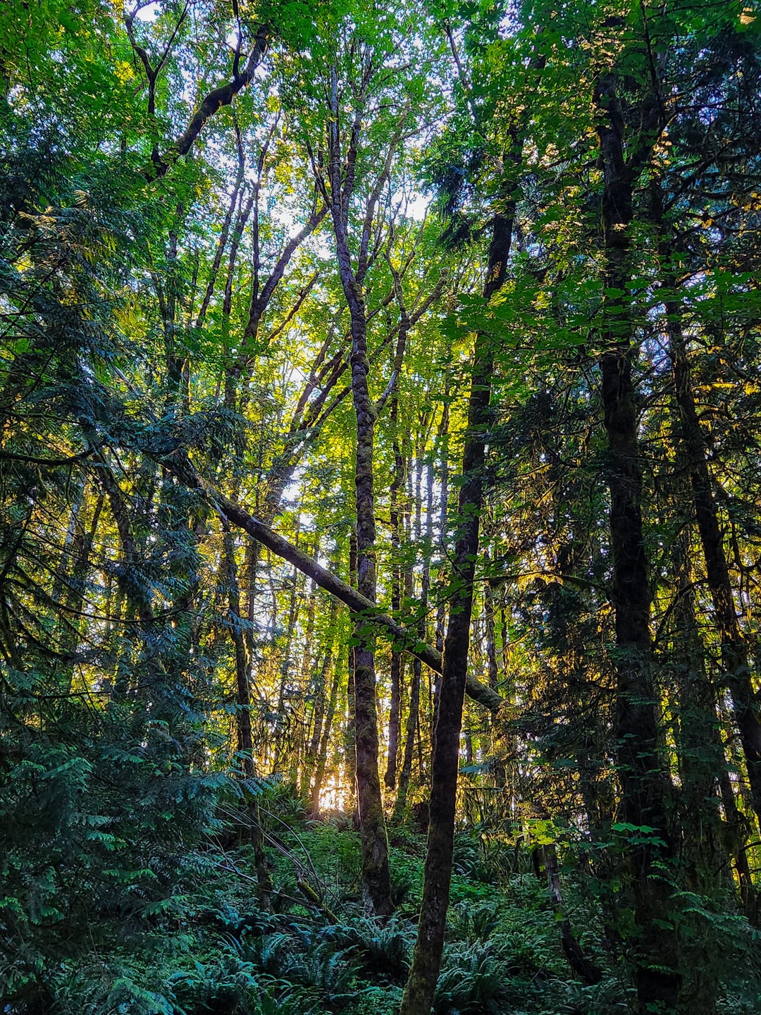 Oregon Forest Greenery Printable Wall Art | Nature Woodland Photo - Etsy