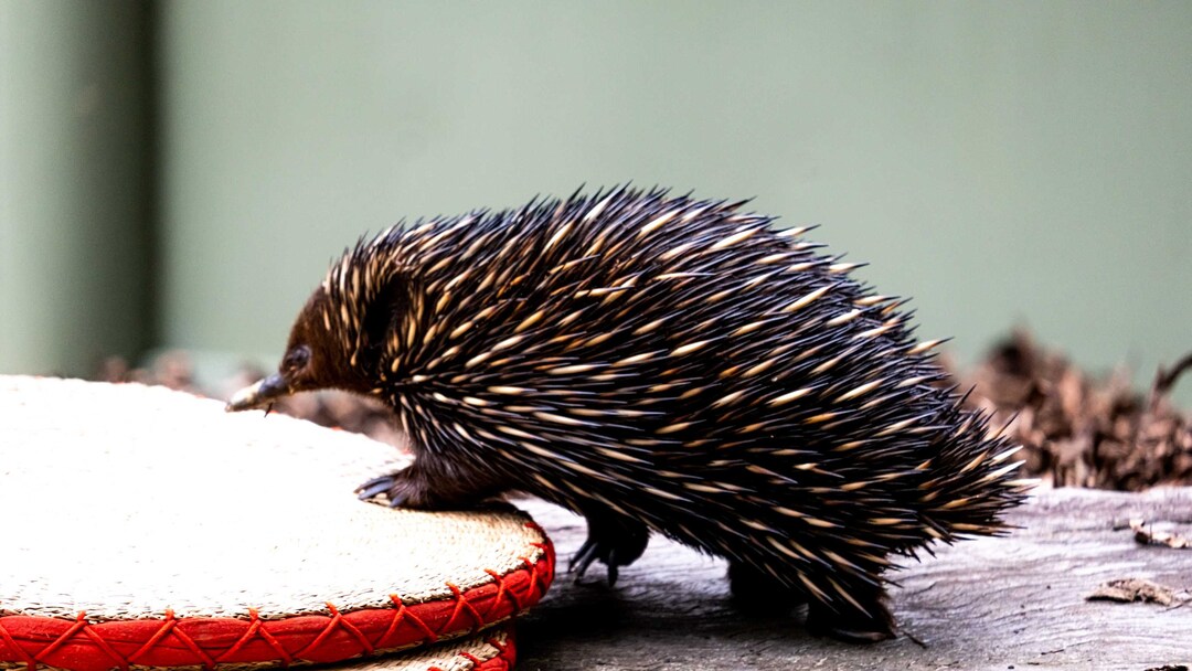 Digital Print Download | Original Photography | Echidna Portrait ...