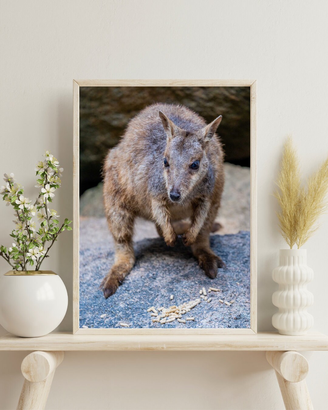 Digital Print Download | Original Photography | Wild Rock Wallaby ...