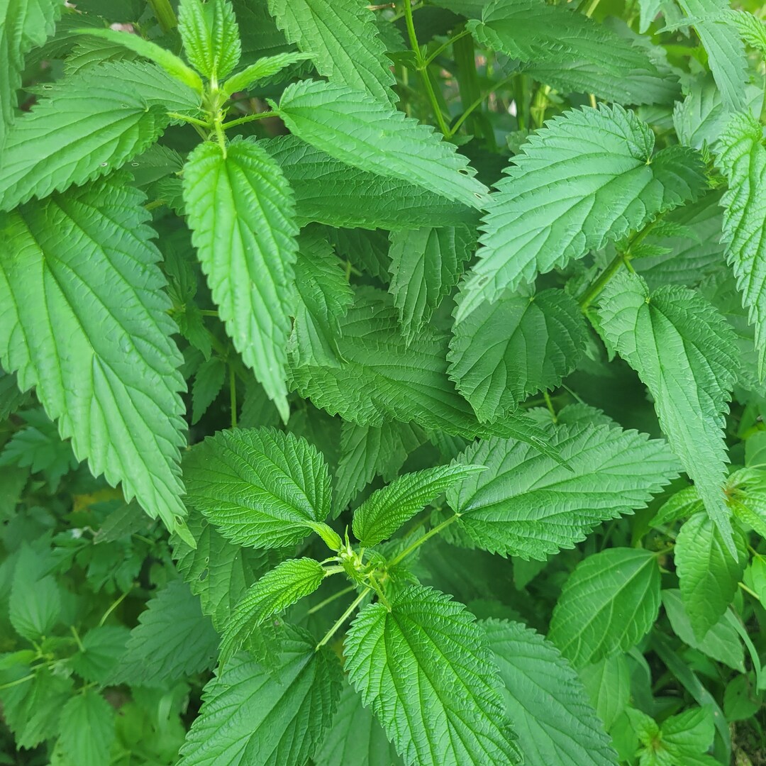 Organic Stinging Nettle Capsules Stinging Nettle Tincture 2oz 4oz ...