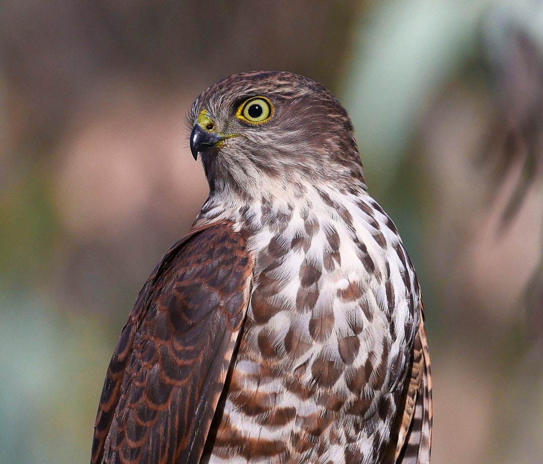 Collared Sparrow-hawk - Etsy