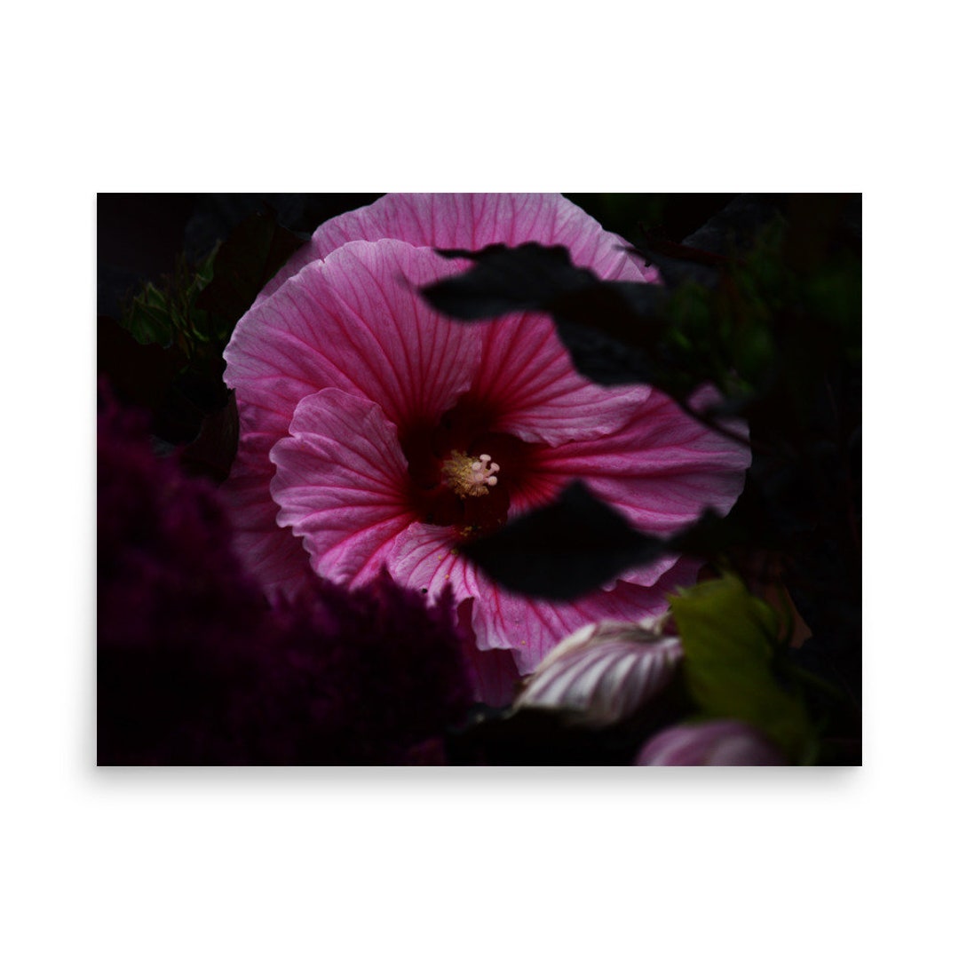 MALLOW - Print - Etsy