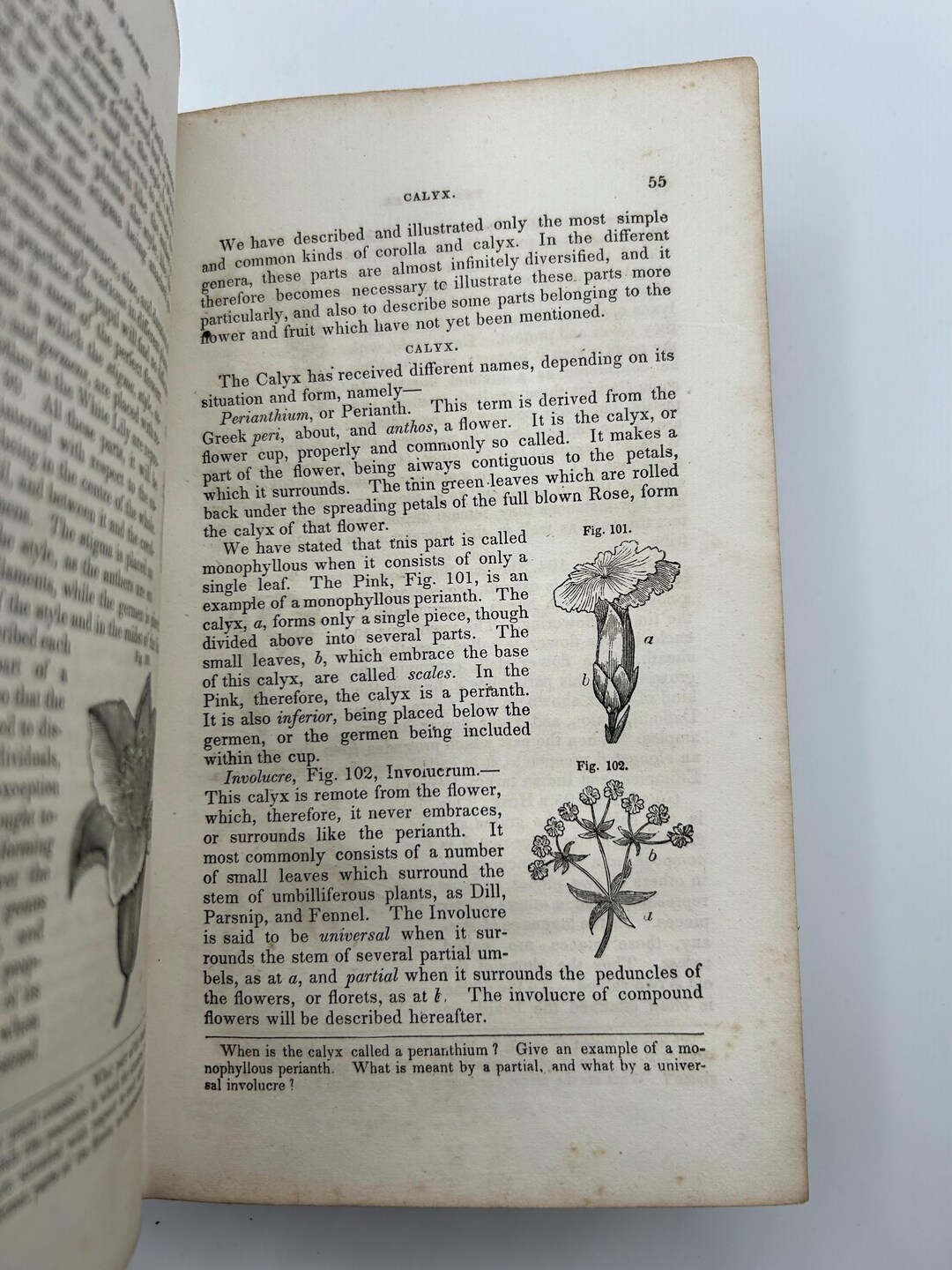 Antique 1800s Botany Book American Plants John Lee Comstock Calf ...