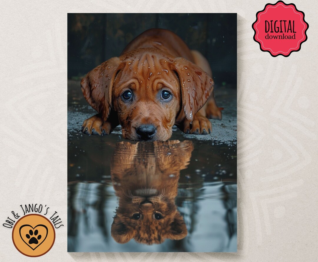 Reflections of a Ridgeback | Lion and Rhodesian Ridgeback | Poster ...