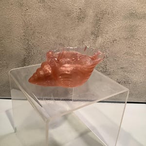 Coral Conch Shell - Etsy