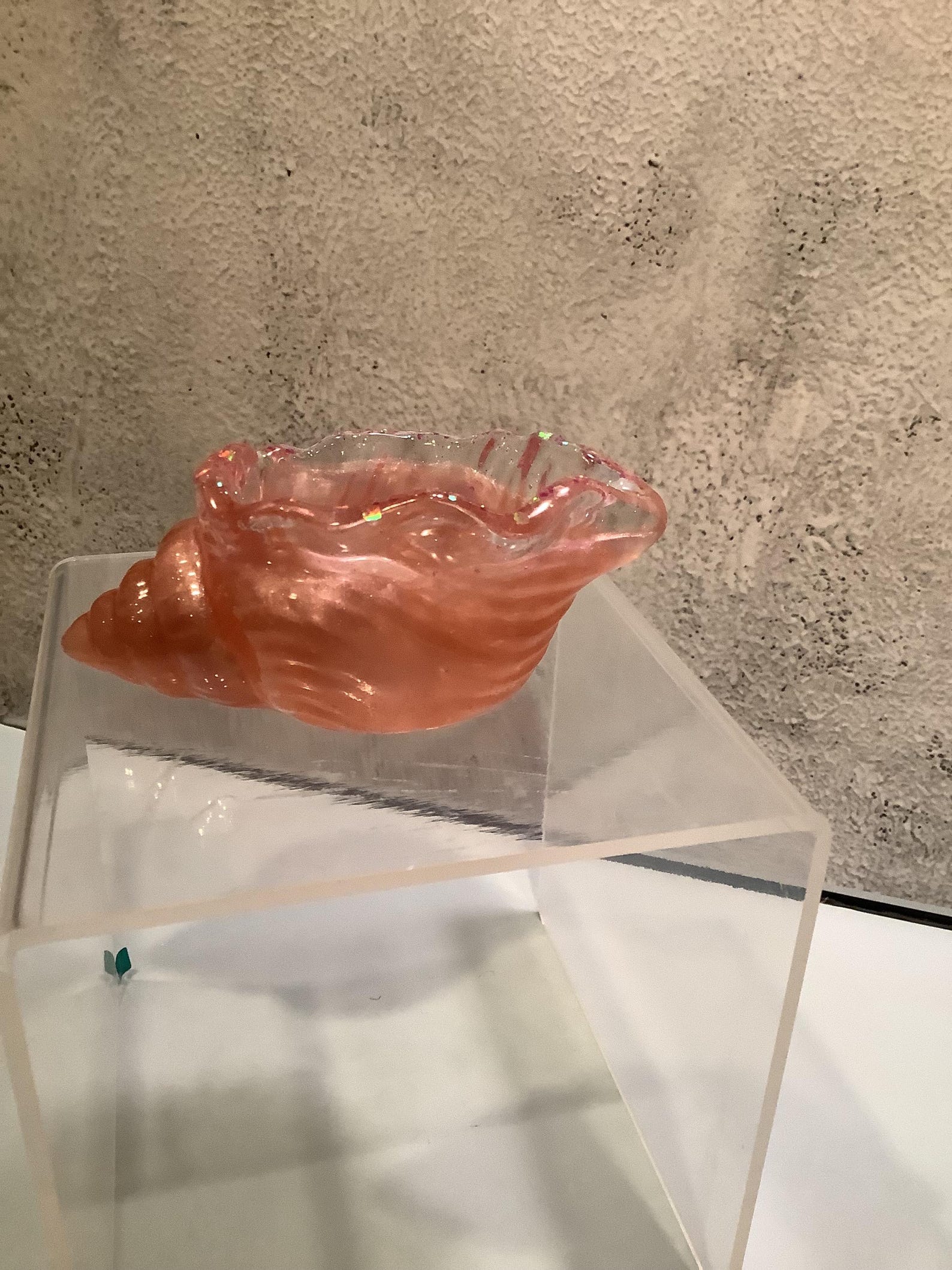 Coral Conch Shell - Etsy