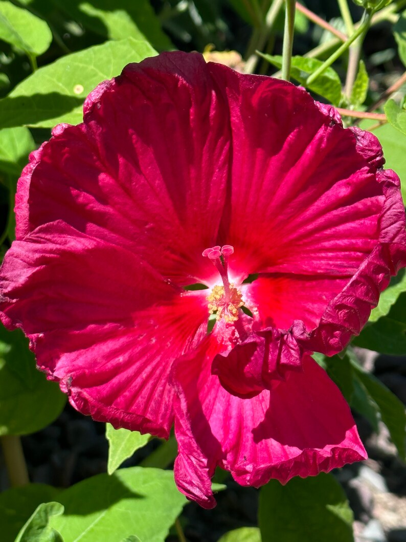 Red Hibiscus Flower - Etsy