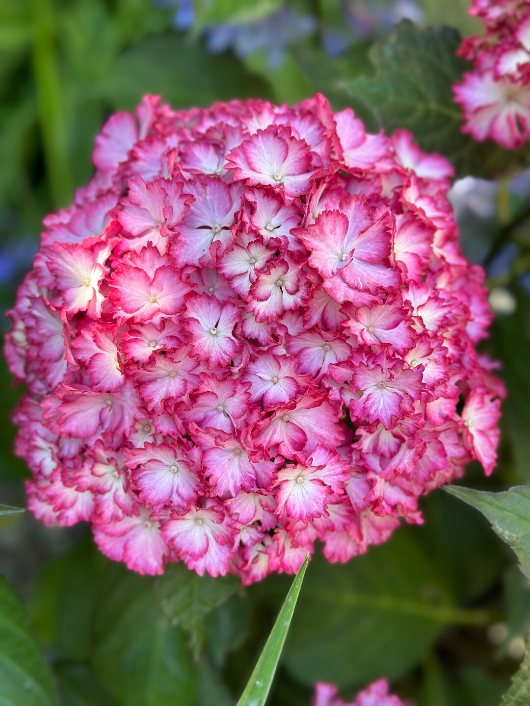Red & White Hydrangea - Etsy