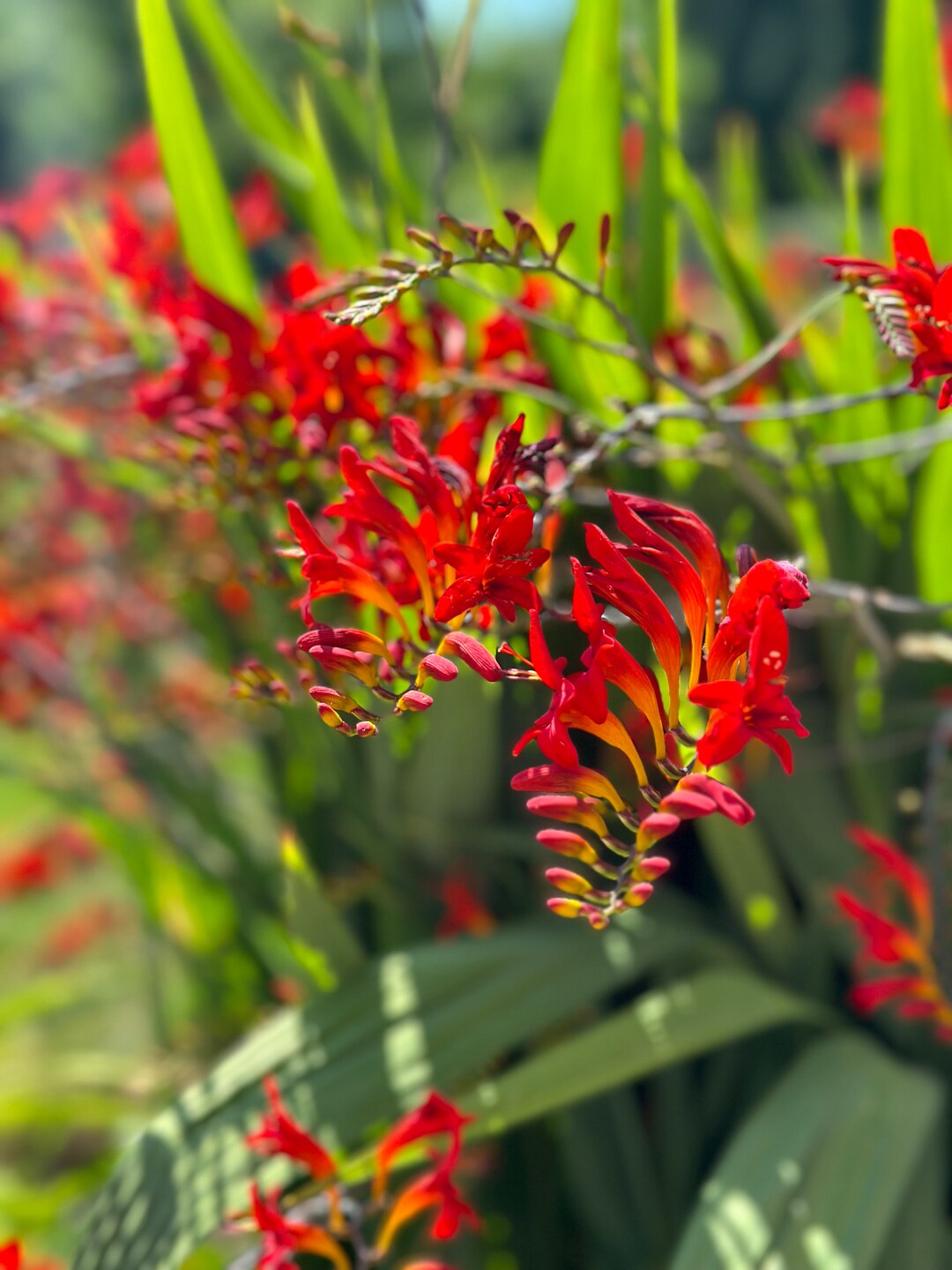 Red Lucifer Flower - Etsy