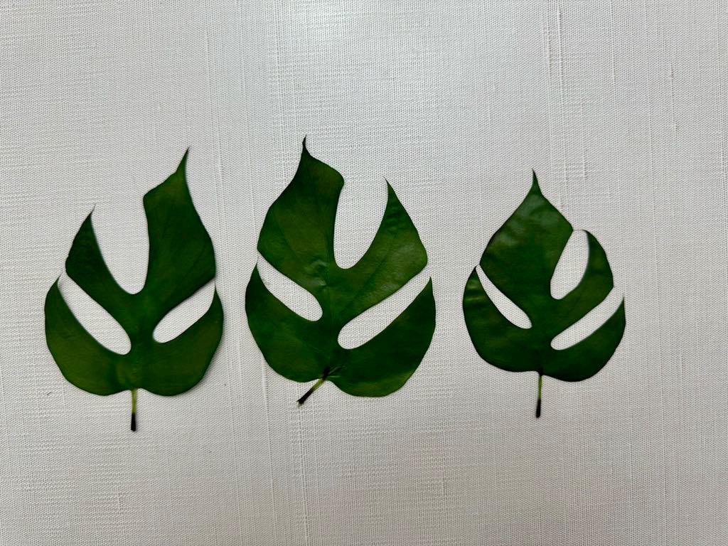 Sweet Cheese Monstera Leaves | Dried Monstera for Crafts | DIY Projects ...