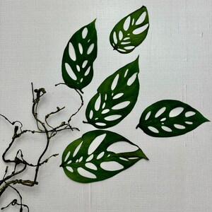 Sweet Cheese Monstera Leaves | Dried Monstera for Crafts | DIY Projects ...