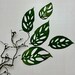 Sweet Cheese Monstera Leaves | Dried Monstera for Crafts | DIY Projects ...