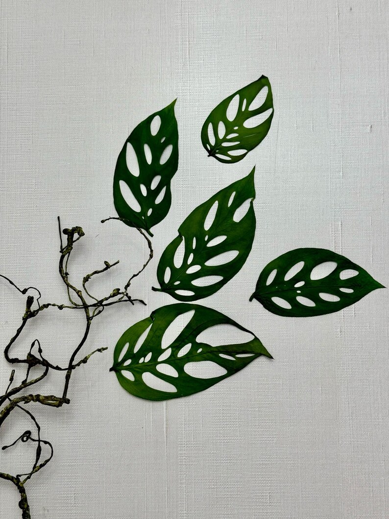Sweet Cheese Monstera Leaves | Dried Monstera for Crafts | DIY Projects ...