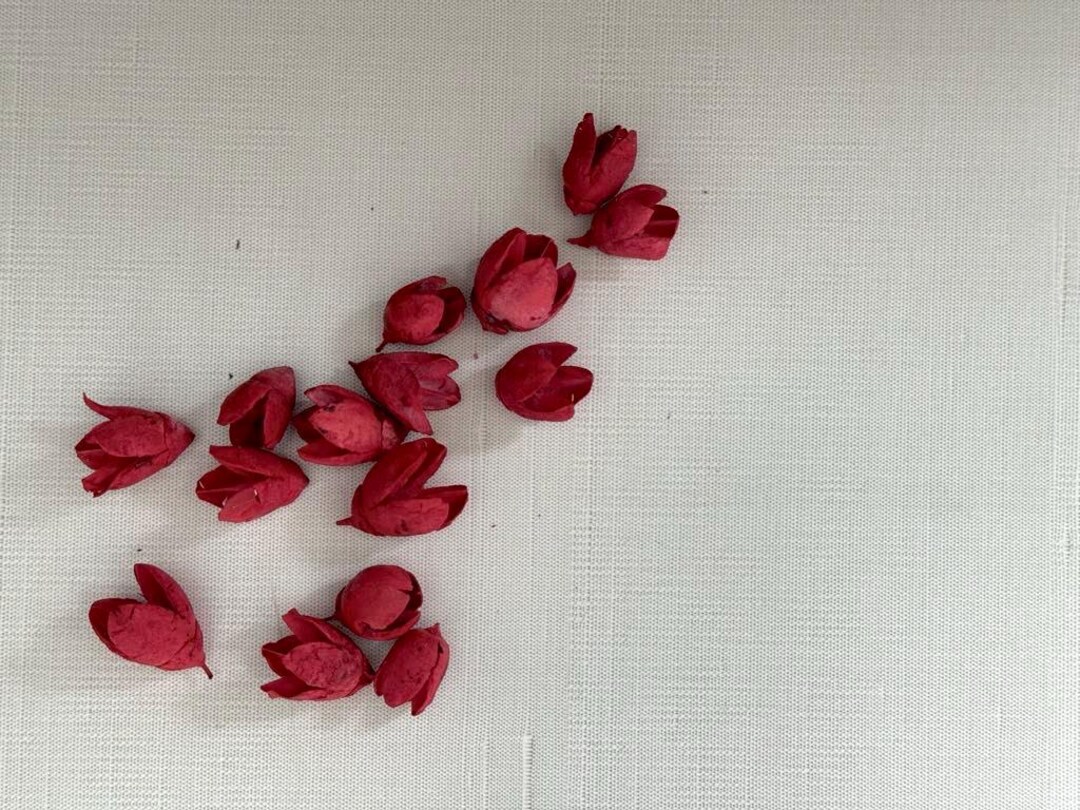 Red Bakuli Pods | Decorative Dried Seed Pods | Crafts | Potpourri ...