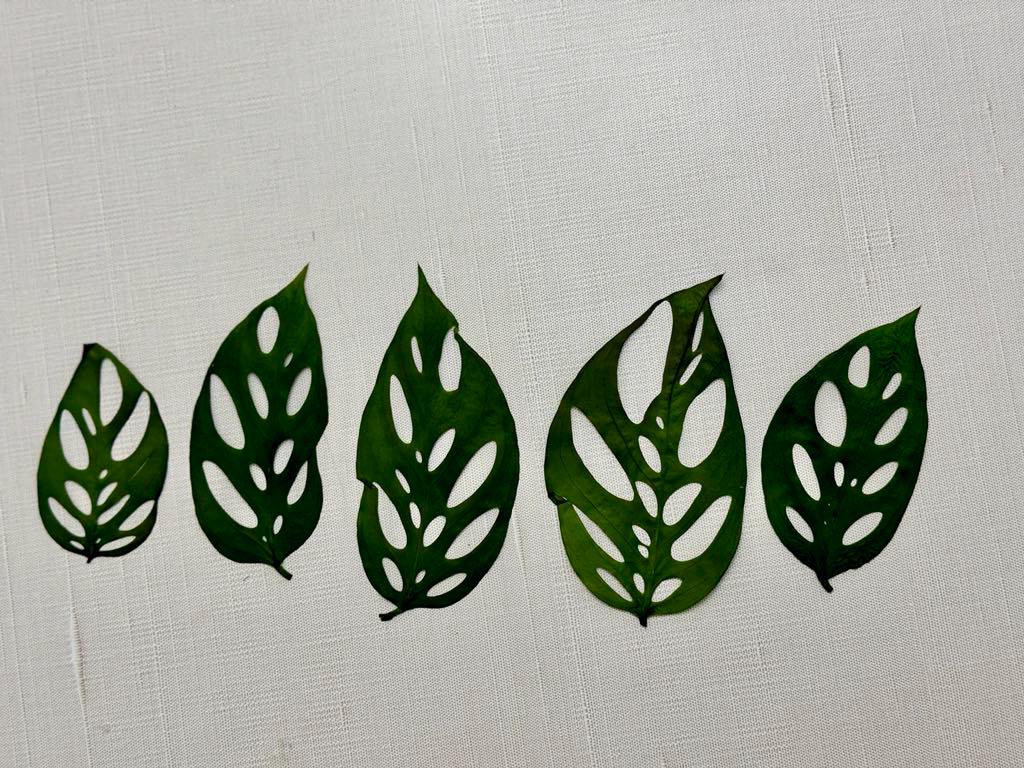 Sweet Cheese Monstera Leaves | Dried Monstera for Crafts | DIY Projects ...