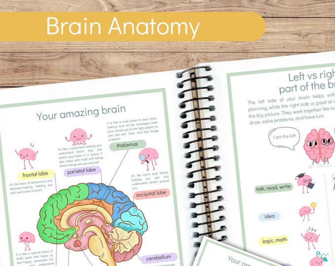 Human Brain Anatomy, Brain Parts Matching, Printable Preschool Science ...