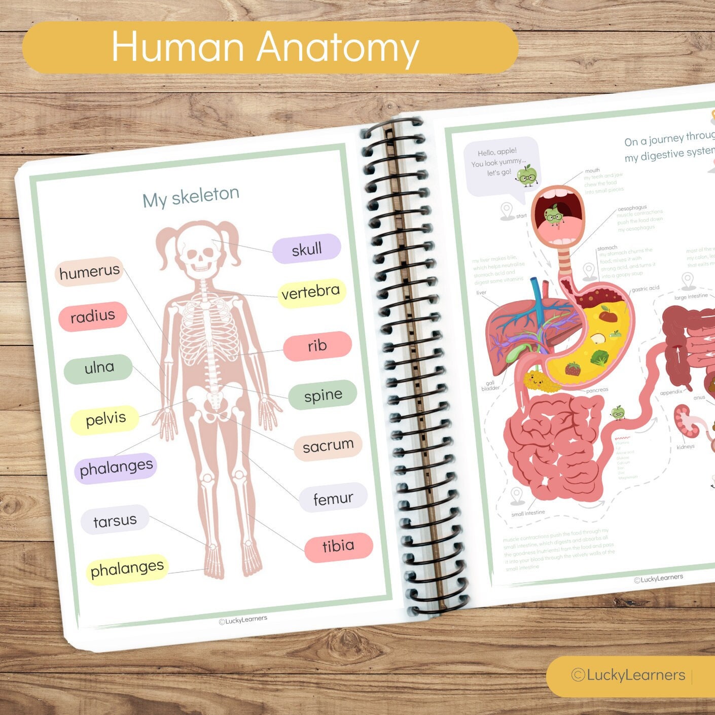 Human Anatomy Busy Book, Printable Preschool Worksheets,60 Pdf Pages ...
