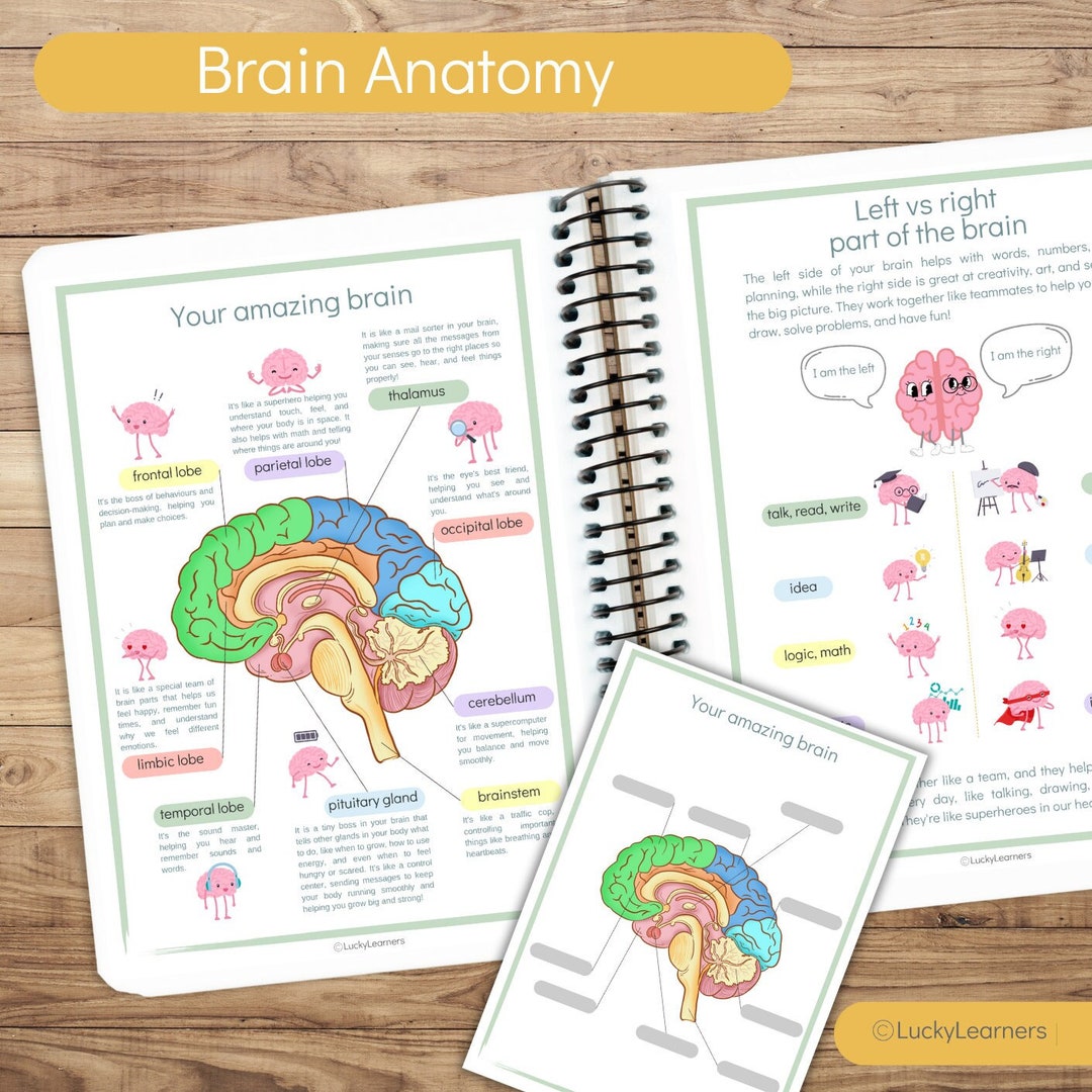 Human Brain Anatomy, Brain Parts Matching, Printable Preschool Science ...