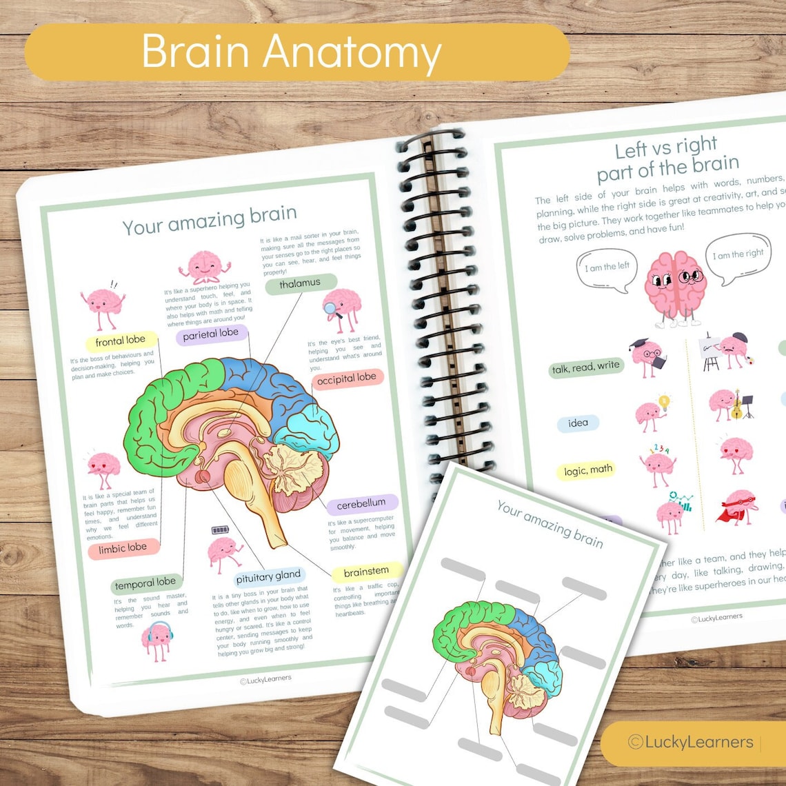 Human Brain Anatomy, Brain Parts Matching, Printable Preschool Science ...
