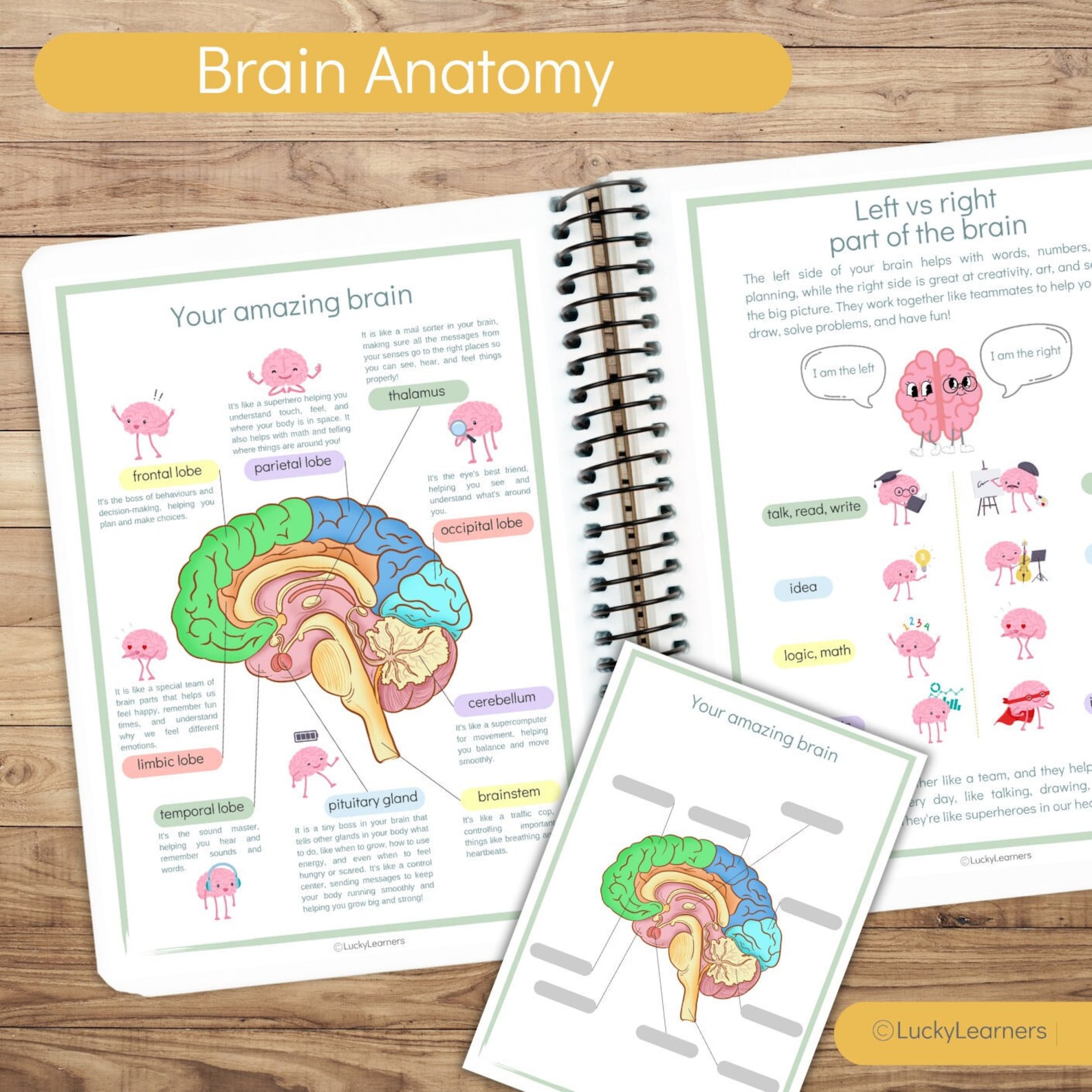 Human Brain Anatomy, Brain Parts Matching, Printable Preschool Science ...