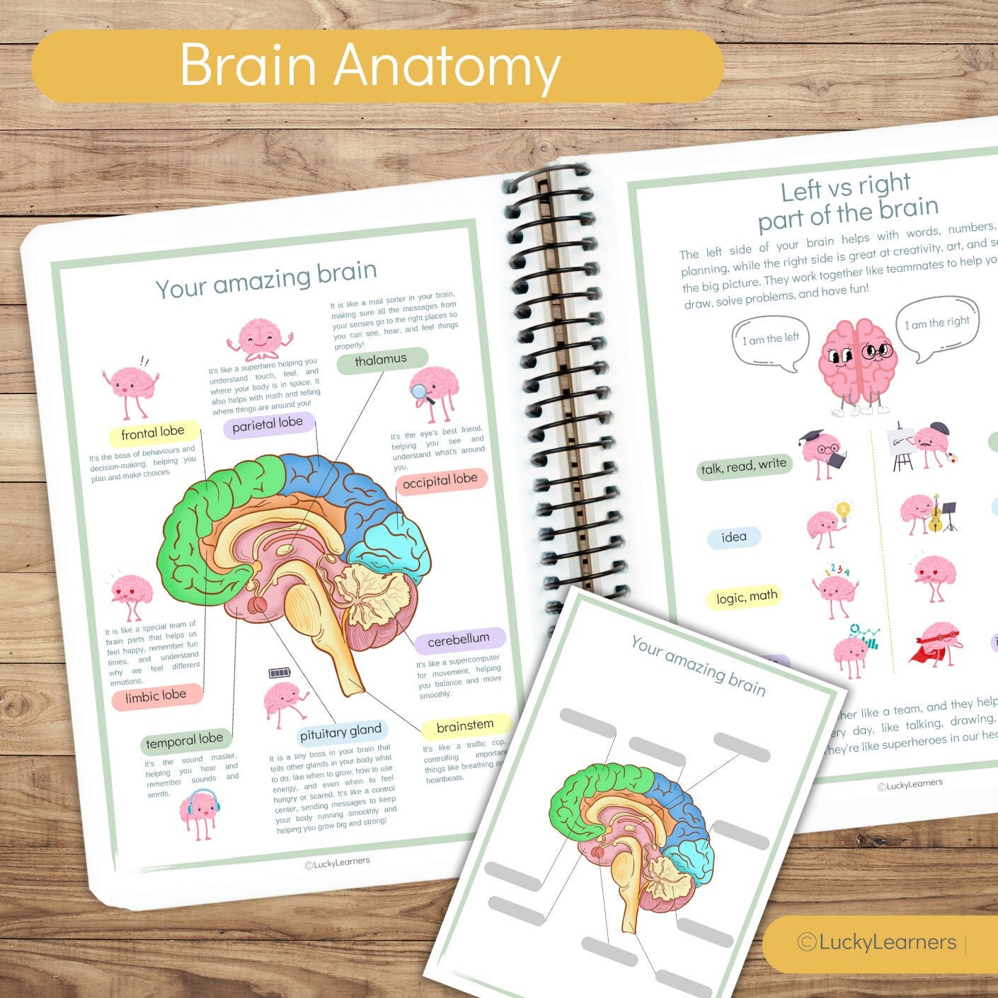 Human Brain Anatomy, Brain Parts Matching, Printable Preschool Science ...