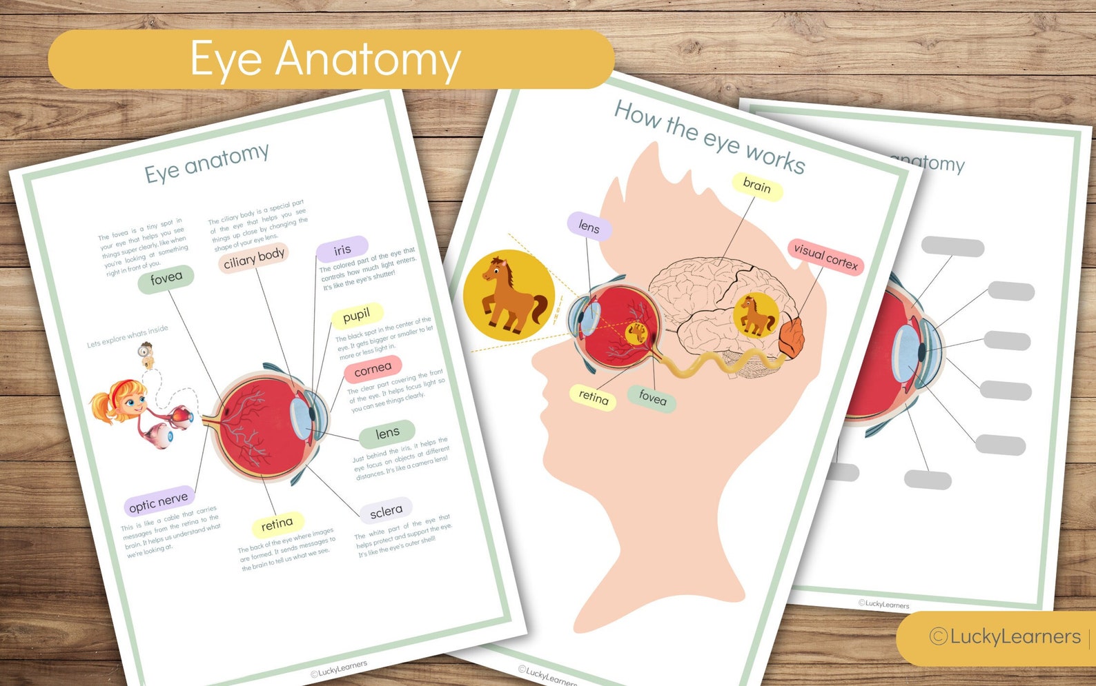 Eye Anatomy Busy Book: Homeschool Preschool Worksheets (digital ...