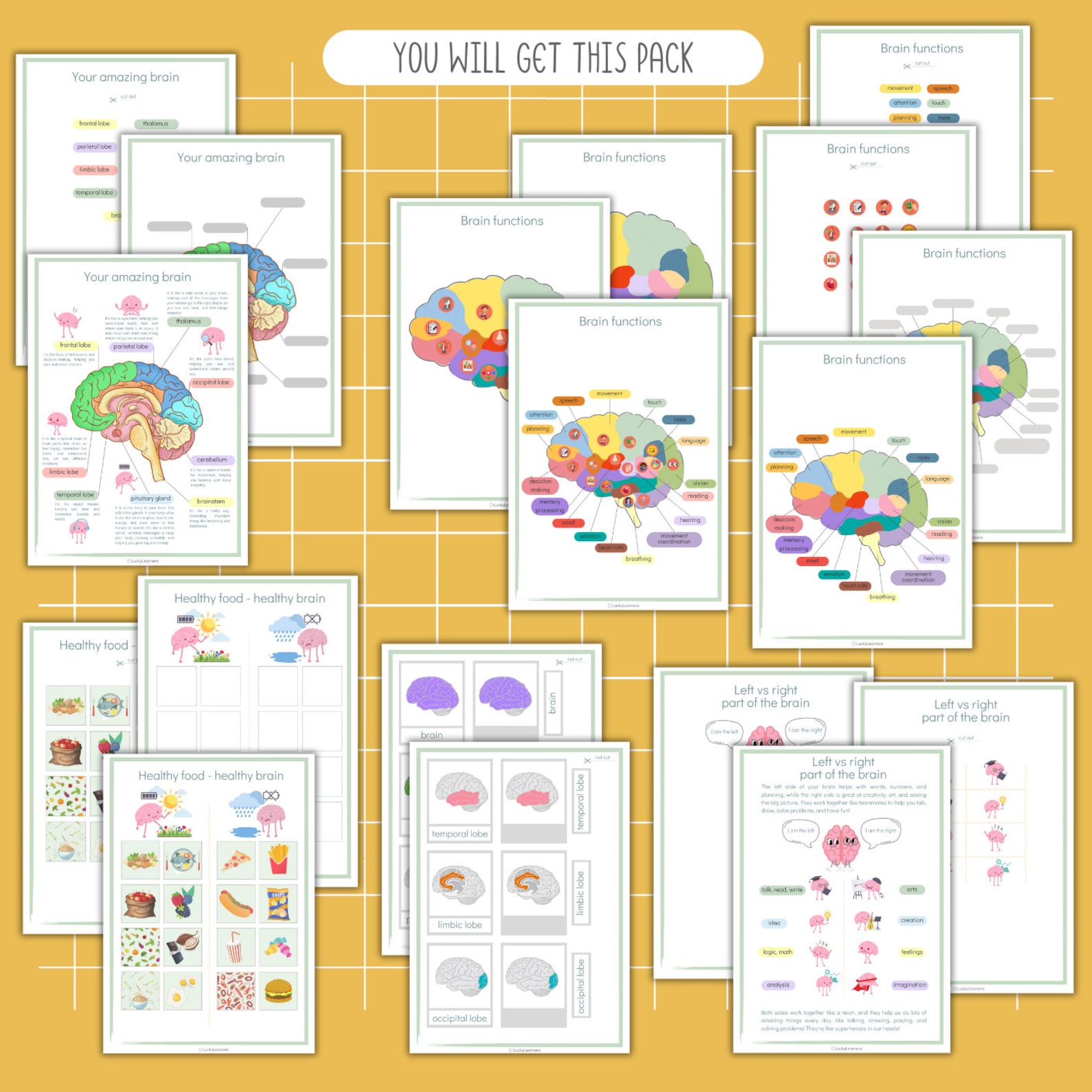 Human Brain Anatomy, Brain Parts Matching, Printable Preschool Science ...