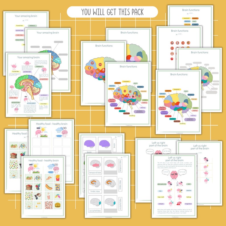 Human Brain Anatomy, Brain Parts Matching, Printable Preschool Science ...