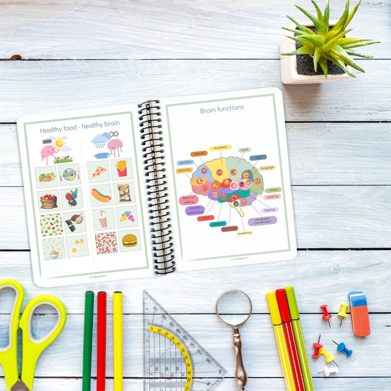 Human Brain Anatomy, Brain Parts Matching, Printable Preschool Science ...