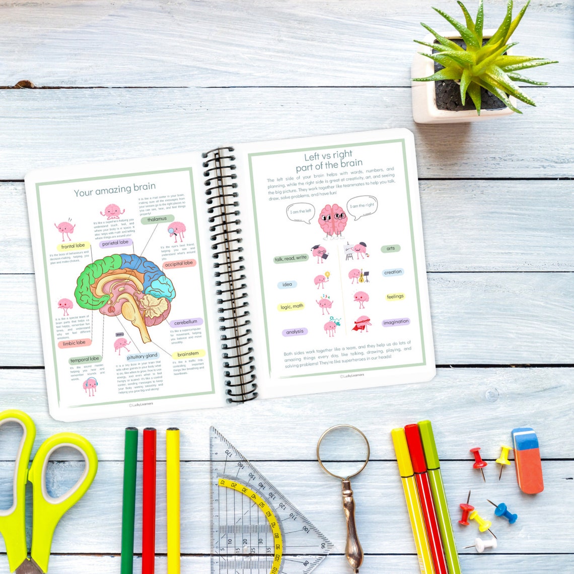 Human Brain Anatomy, Brain Parts Matching, Printable Preschool Science ...